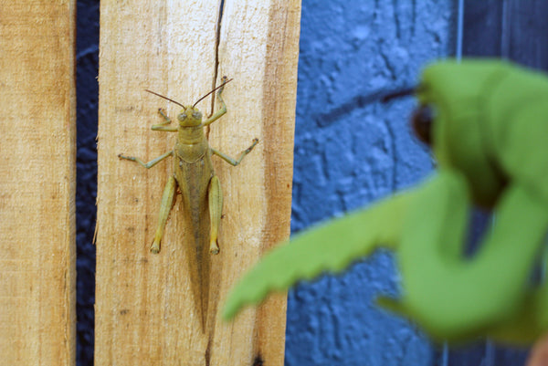 Praying Mantis Finger Puppet by Folkmanis – Dragonfly Toys