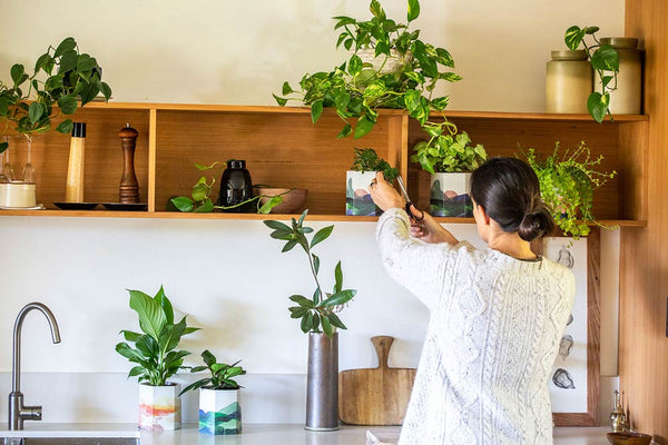Pop Up Pots 'Mountain' – Dragonfly Toys